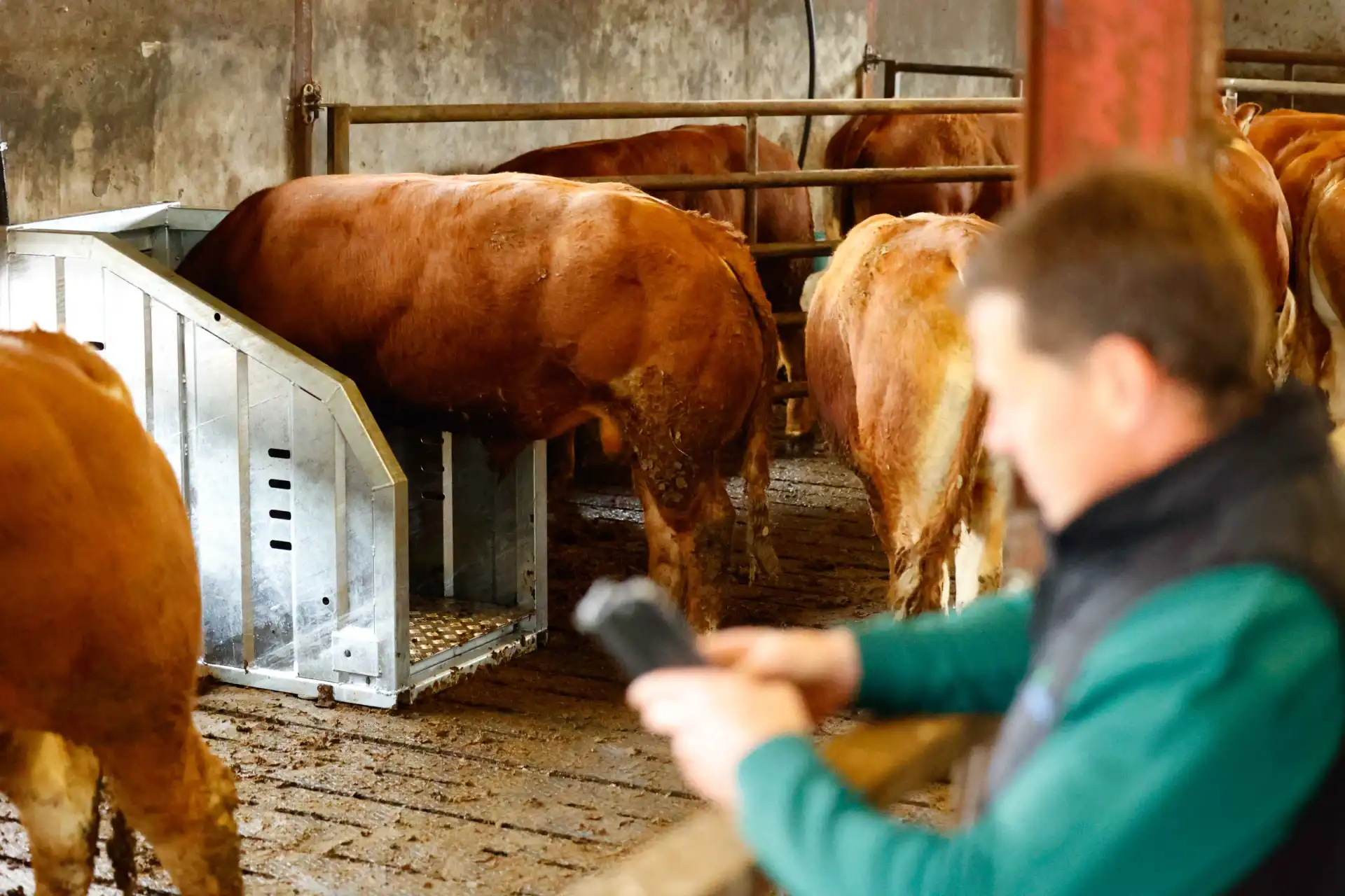 Bovine Plus